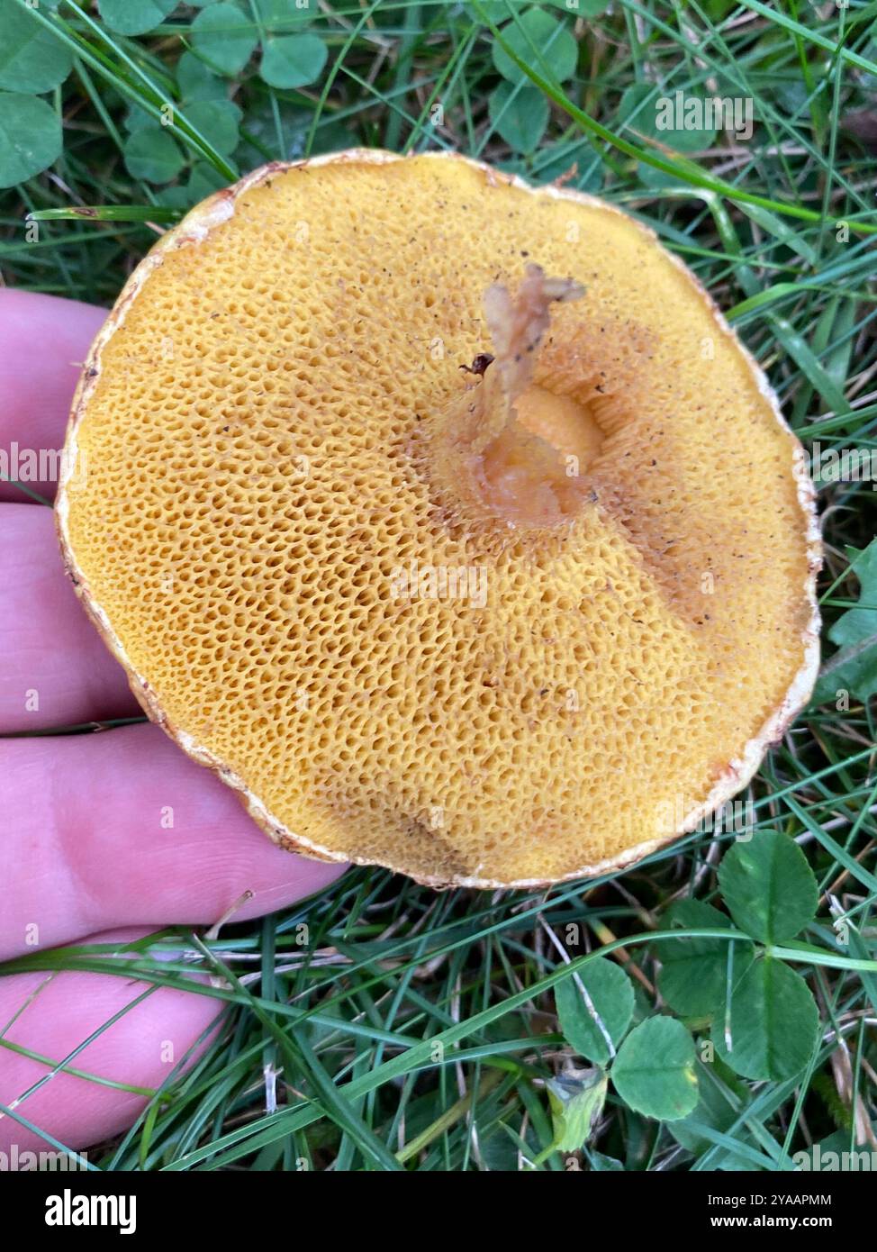 Chicken Fat Mushroom (Suillus americanus) Fungi Stock Photo - Alamy