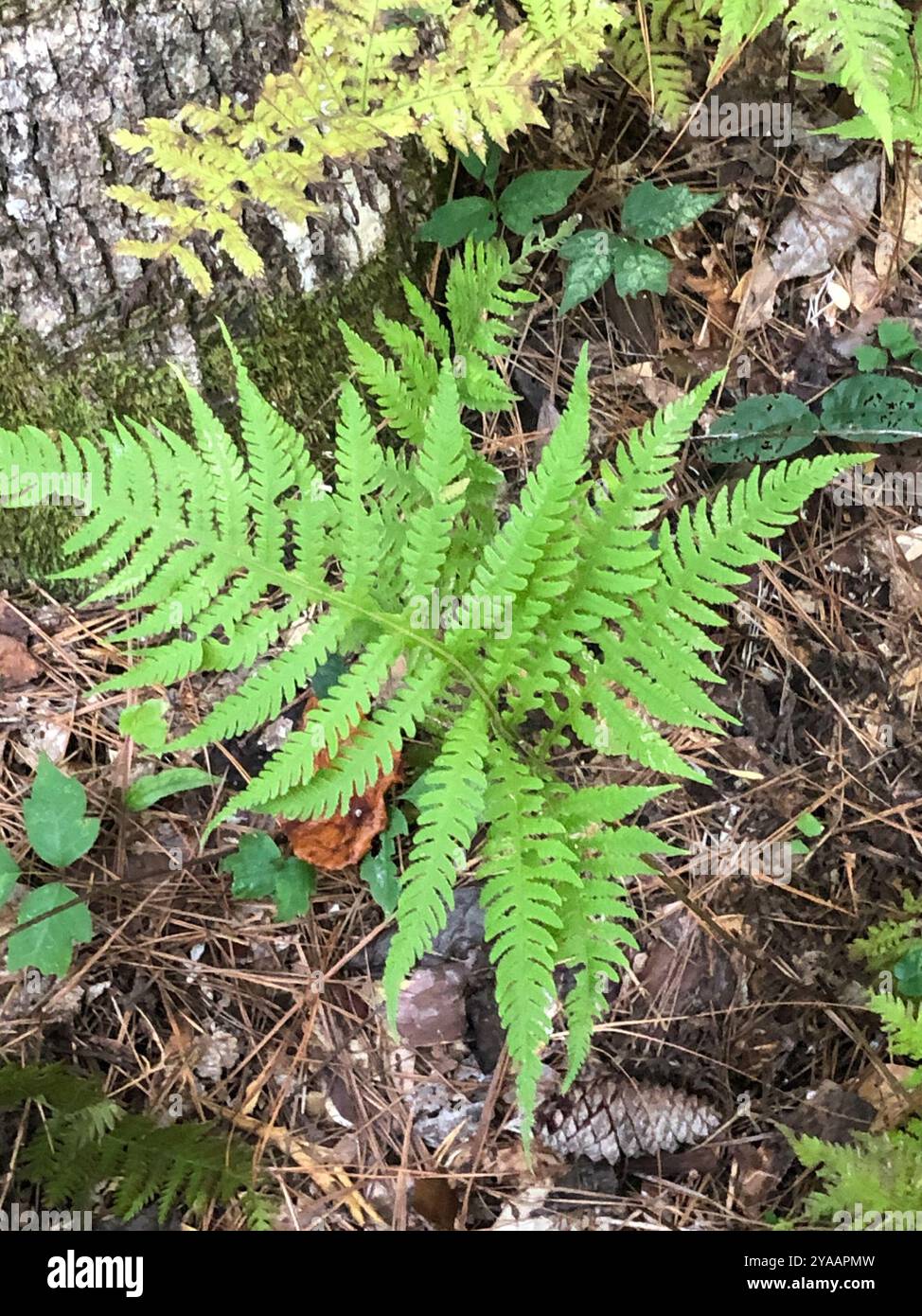 broad beech fern (Phegopteris hexagonoptera) Plantae Stock Photo - Alamy