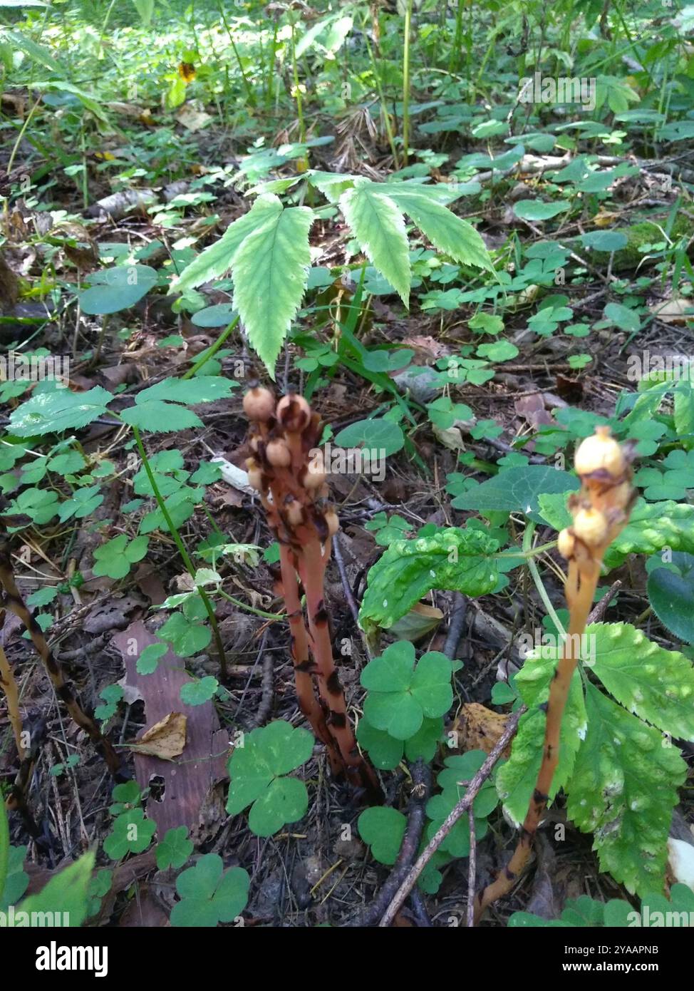 pinesap (Monotropa hypopitys) Plantae Stock Photo - Alamy
