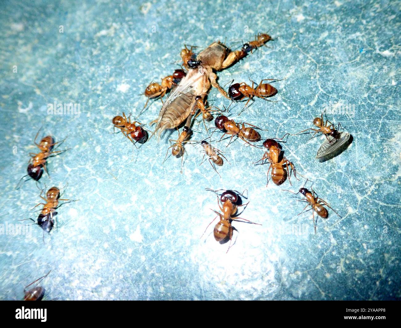 Camponotus atriceps hi-res stock photography and images - Alamy