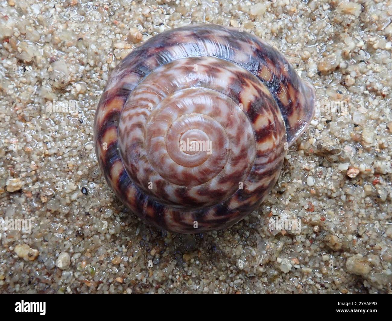 (Solaropsis fairchildi) Mollusca Stock Photo - Alamy