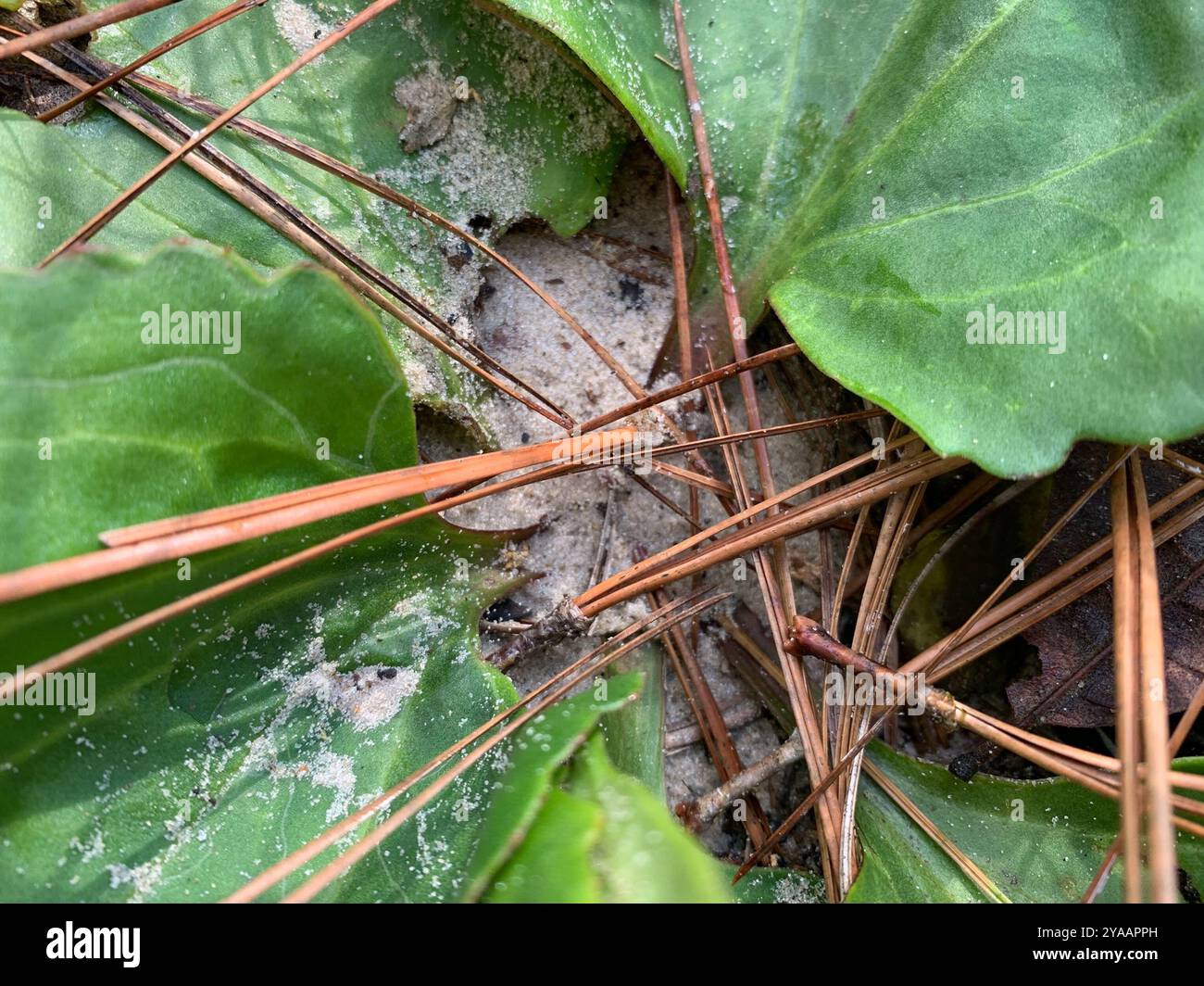 Florida Indian Plantain (Arnoglossum floridanum) Plantae Stock Photo ...