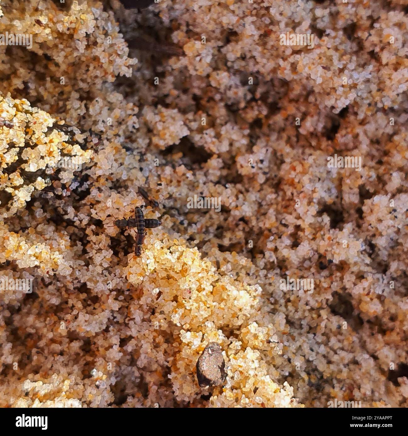 Spiny-legged Rove Beetles (Oxytelinae) Insecta Stock Photo - Alamy