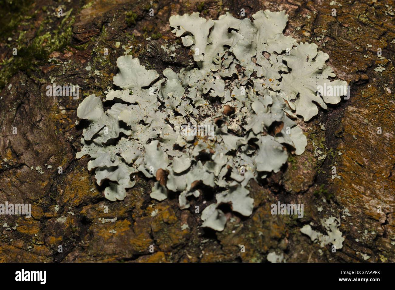 Ruffle Lichens (Parmotrema) Fungi Stock Photo - Alamy