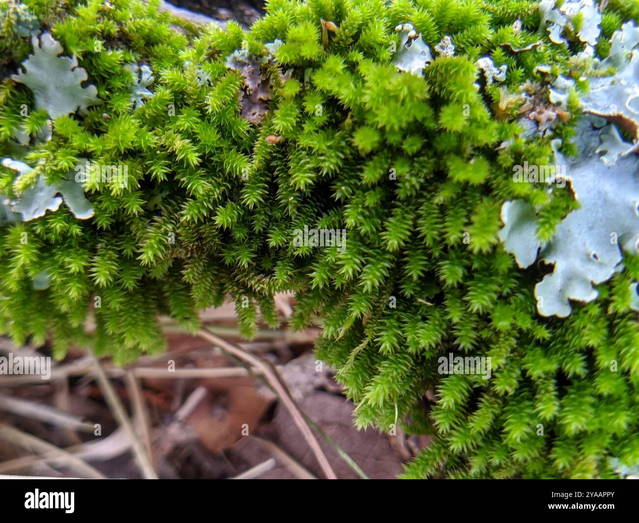 joint-toothed mosses (Bryopsida) Plantae Stock Photo - Alamy