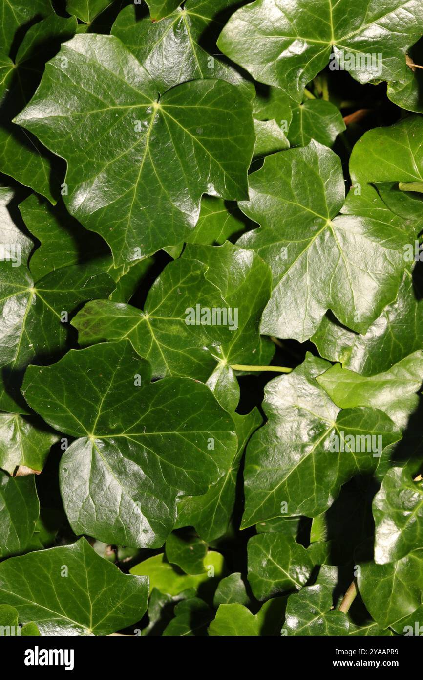 common ivy (Hedera helix) Plantae Stock Photo - Alamy