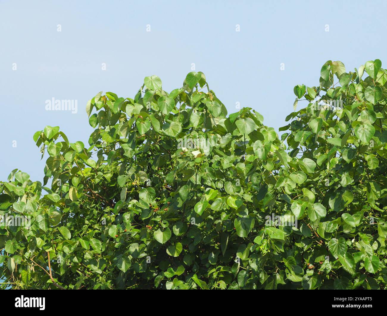 sea hibiscus (Hibiscus tiliaceus) Plantae Stock Photo - Alamy