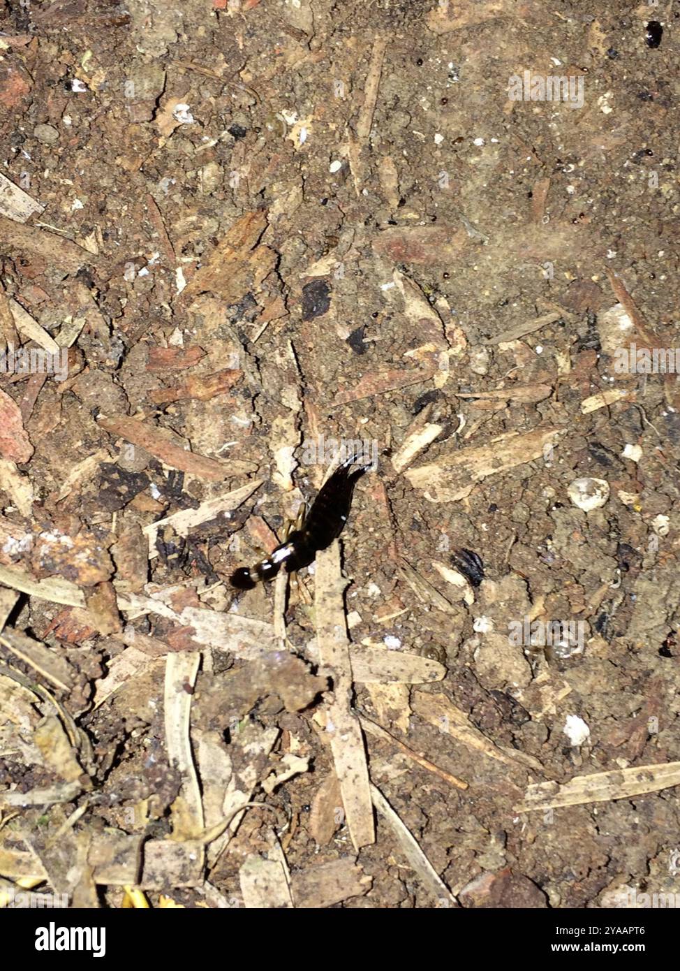 Ring-legged Earwig (Euborellia annulipes) Insecta Stock Photo - Alamy