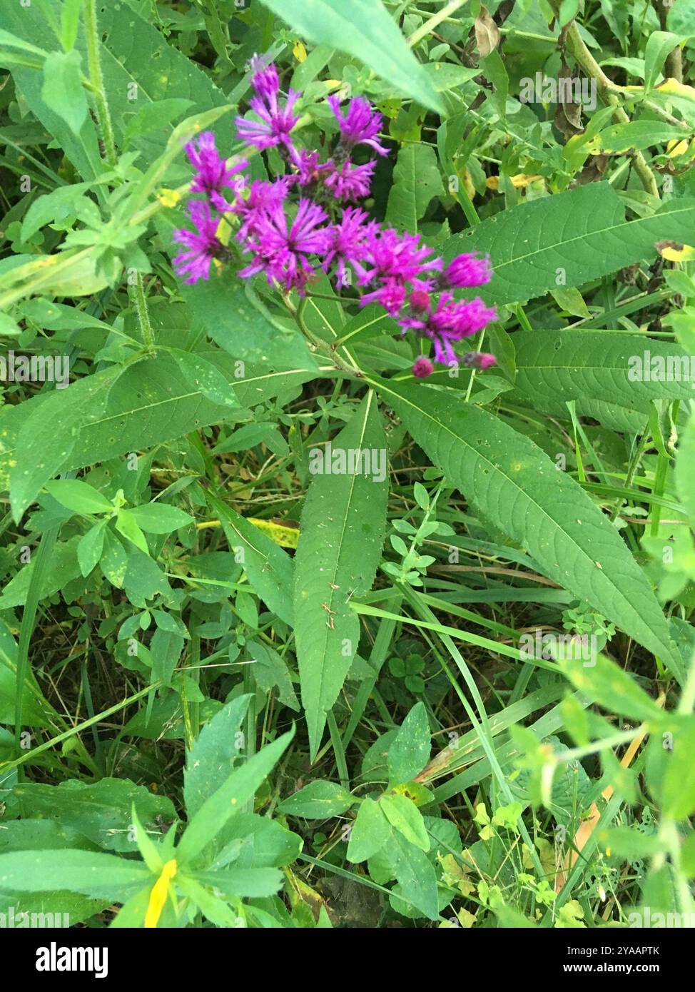 Tall Ironweed (Vernonia gigantea) Plantae Stock Photo - Alamy