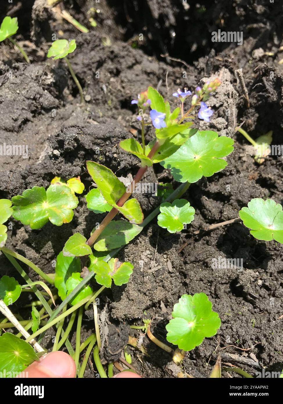 American brooklime (Veronica americana) Plantae Stock Photo - Alamy