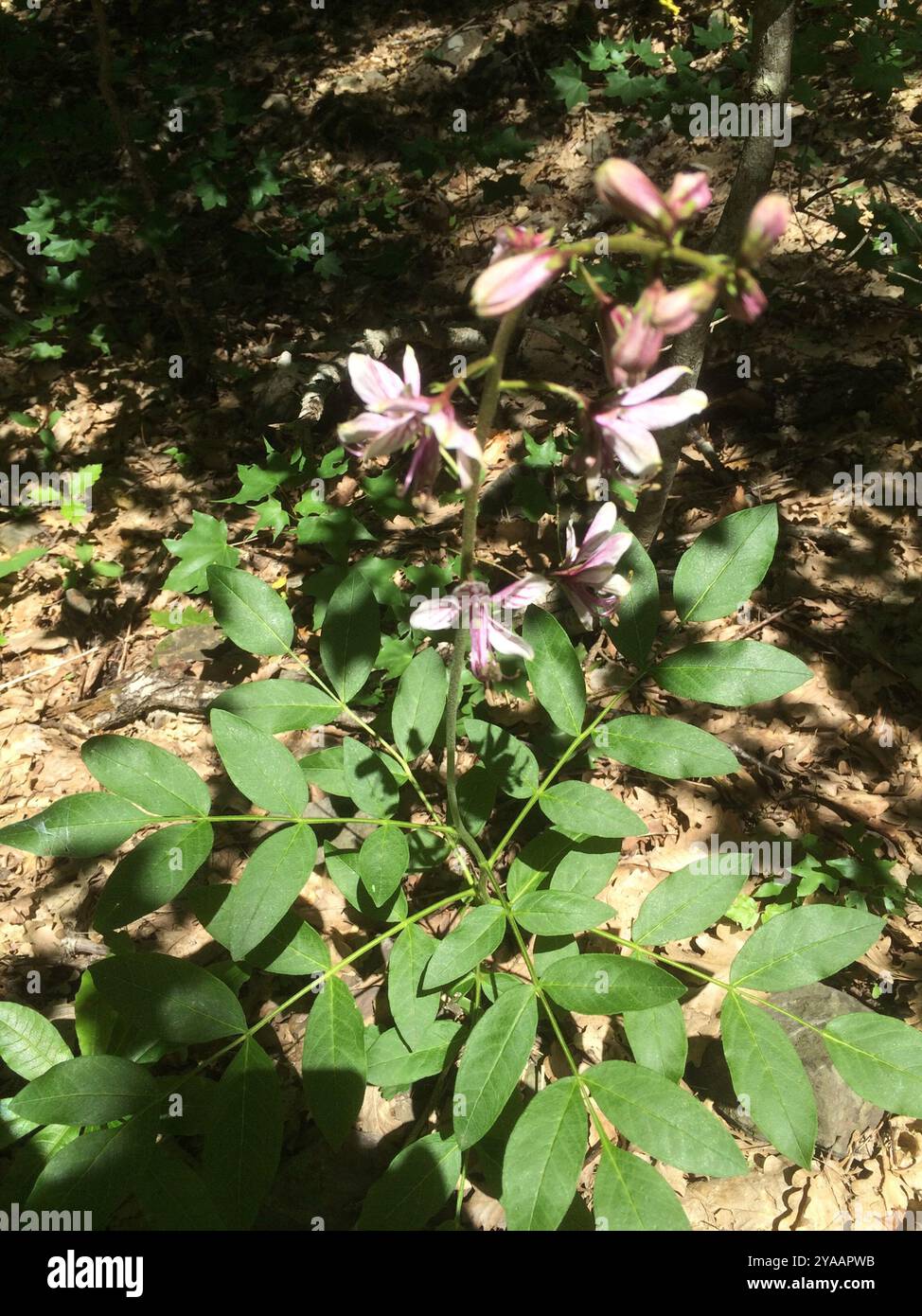 white dittany (Dictamnus albus) Plantae Stock Photo - Alamy