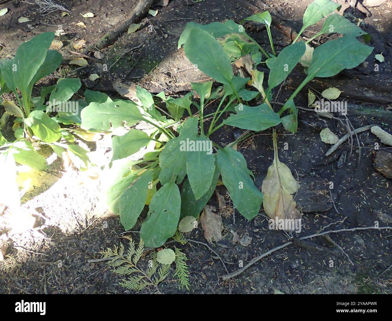 western skunk cabbage (Lysichiton americanus) Plantae Stock Photo - Alamy
