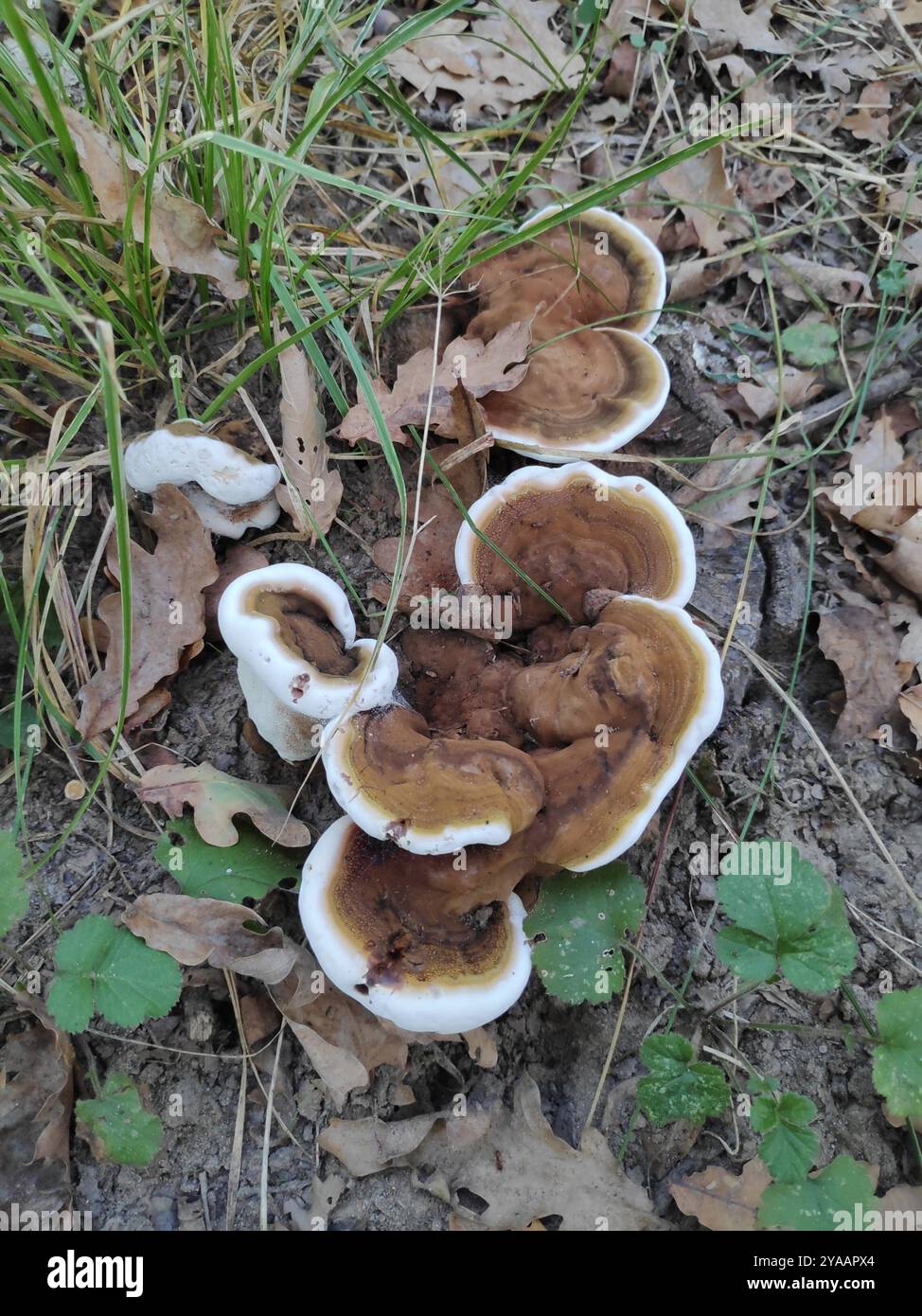 artist's bracket (Ganoderma applanatum) Fungi Stock Photo - Alamy