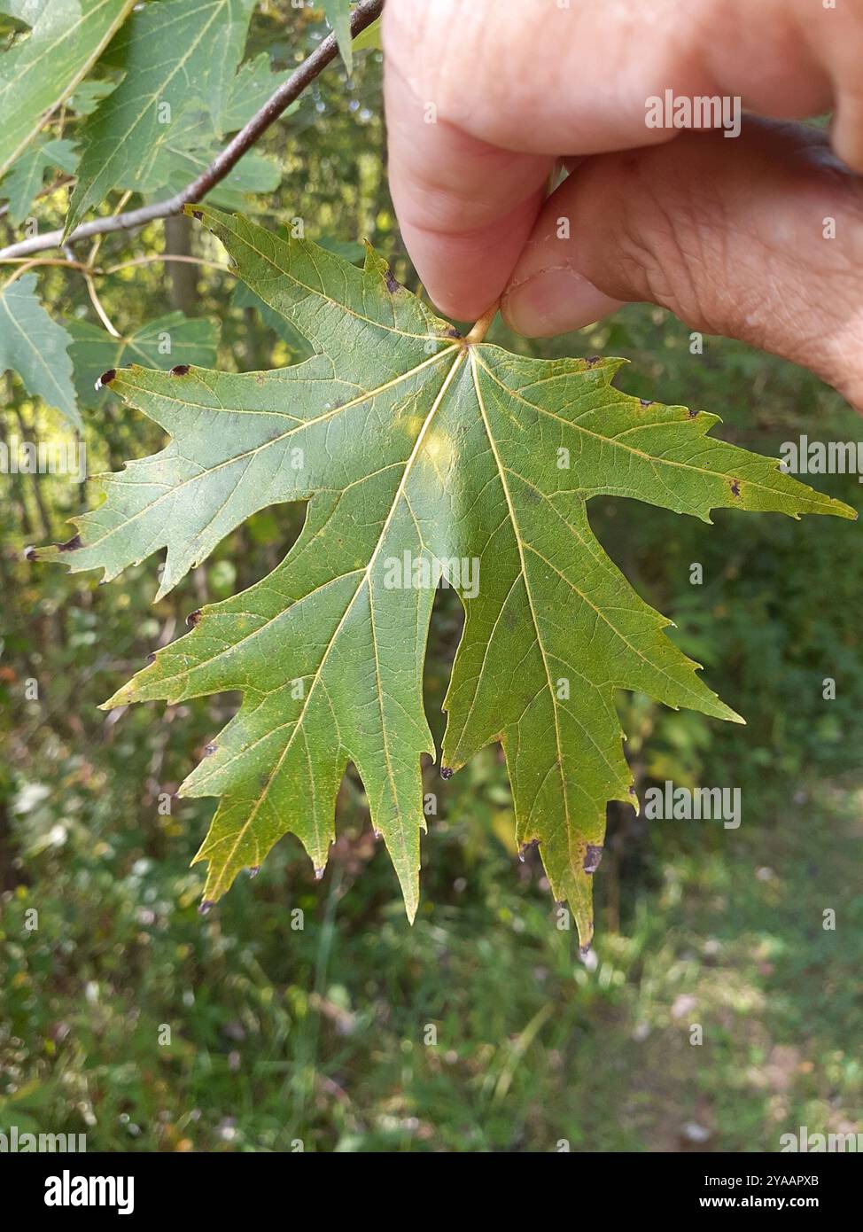 silver maple (Acer saccharinum) Plantae Stock Photo - Alamy