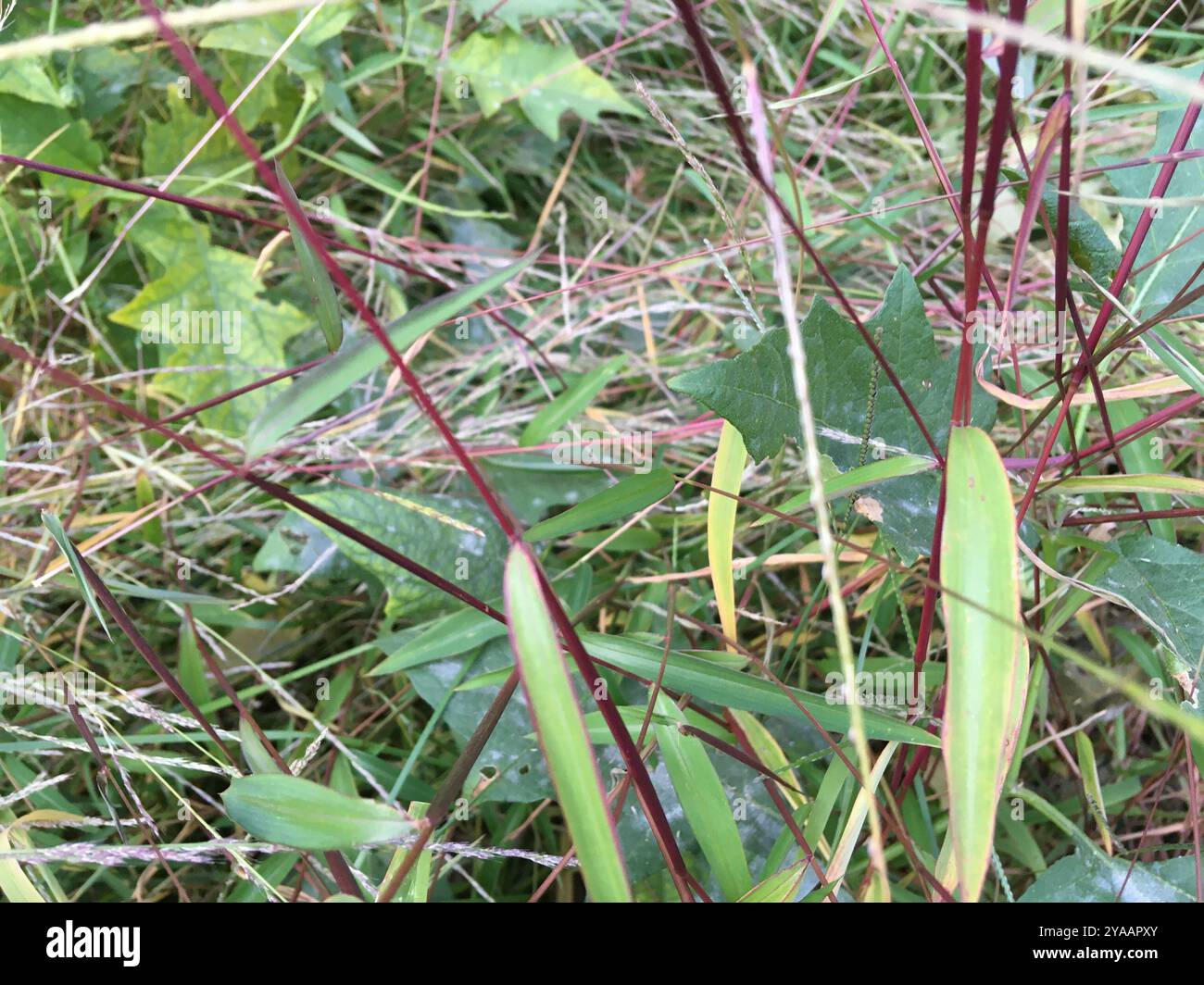 Japanese stiltgrass (Microstegium vimineum) Plantae Stock Photo - Alamy
