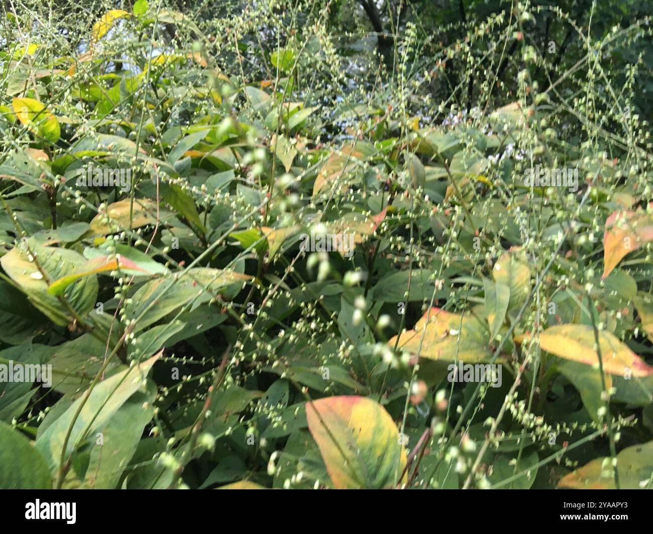 American jumpseed (Persicaria virginiana) Plantae Stock Photo - Alamy