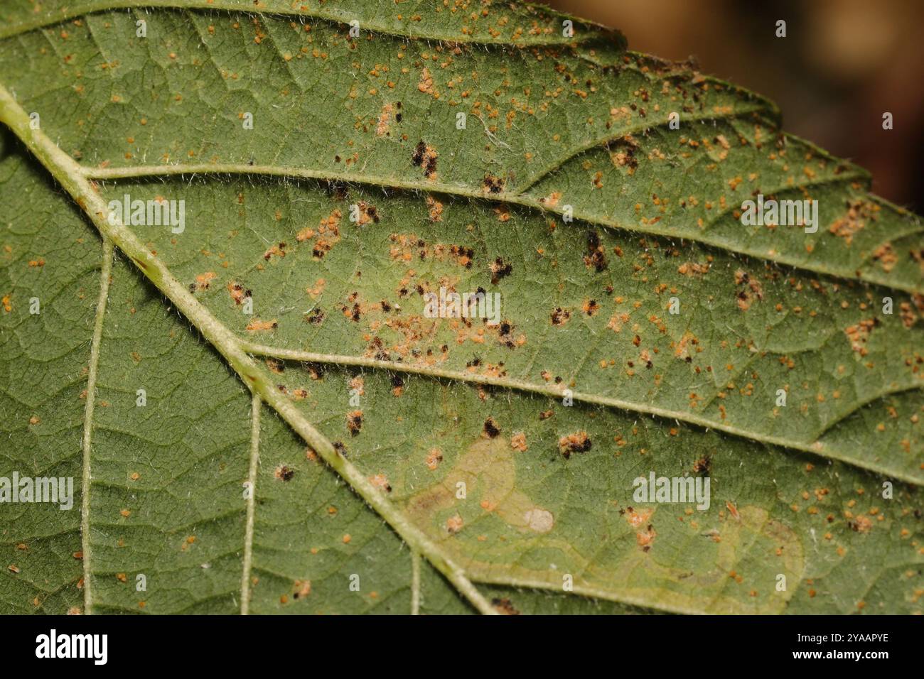 Rubus rust (Phragmidium violaceum) Fungi Stock Photo - Alamy