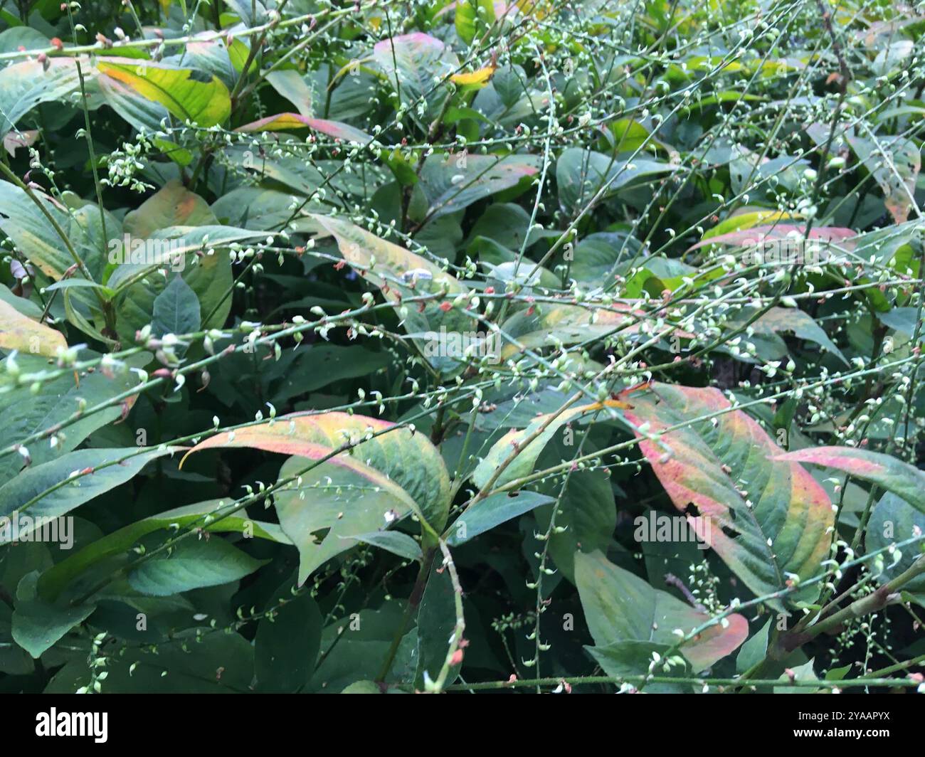 American jumpseed (Persicaria virginiana) Plantae Stock Photo - Alamy