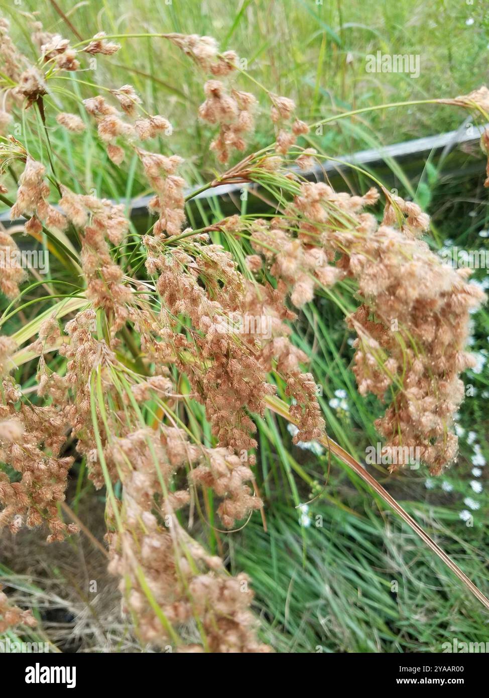 woolgrass (Scirpus cyperinus) Plantae Stock Photo - Alamy