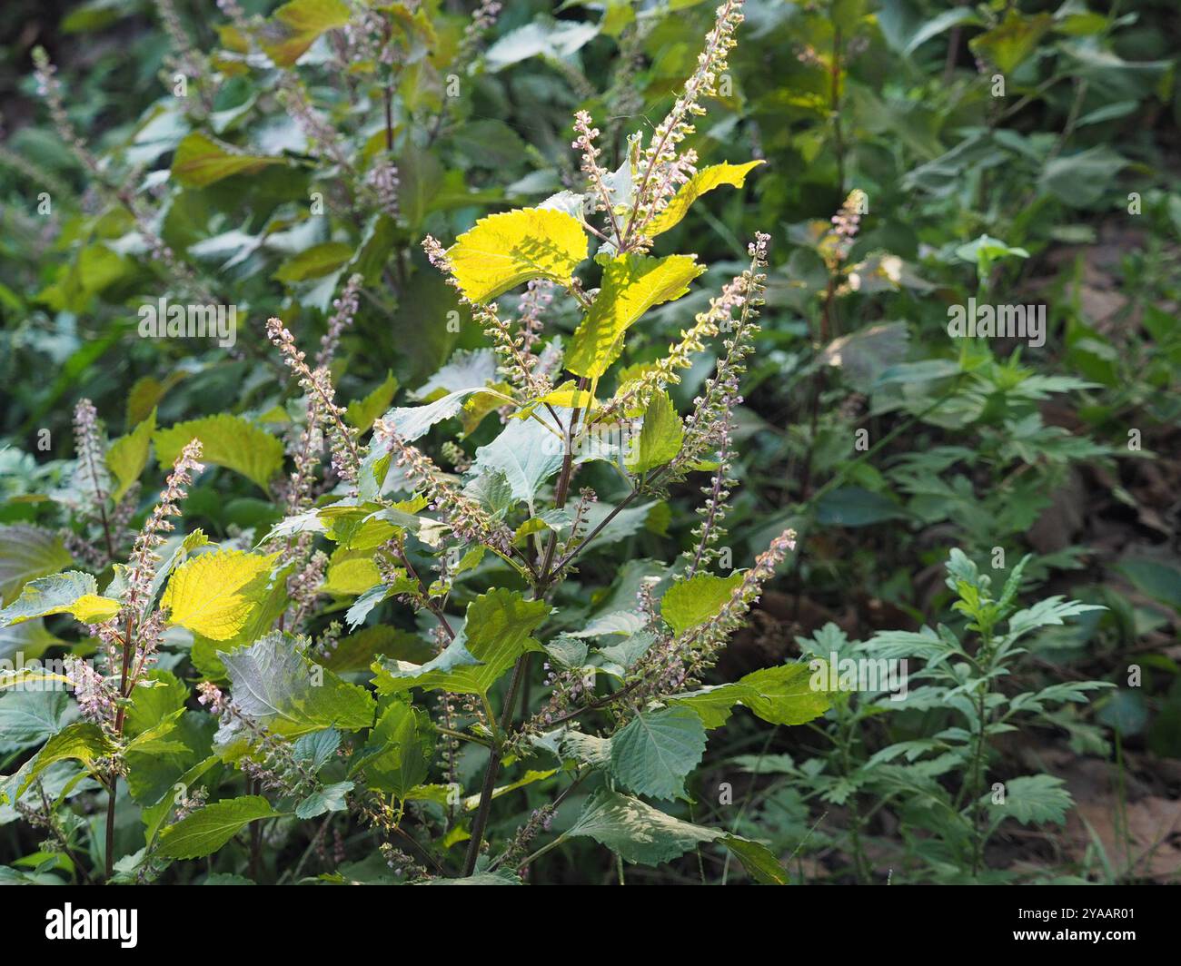 beefsteak plant (Perilla frutescens) Plantae Stock Photo - Alamy