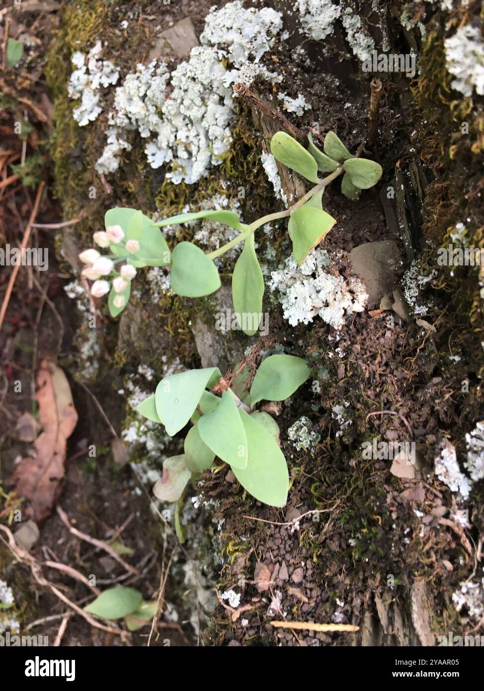Allegheny stonecrop (Hylotelephium telephioides) Plantae Stock Photo ...