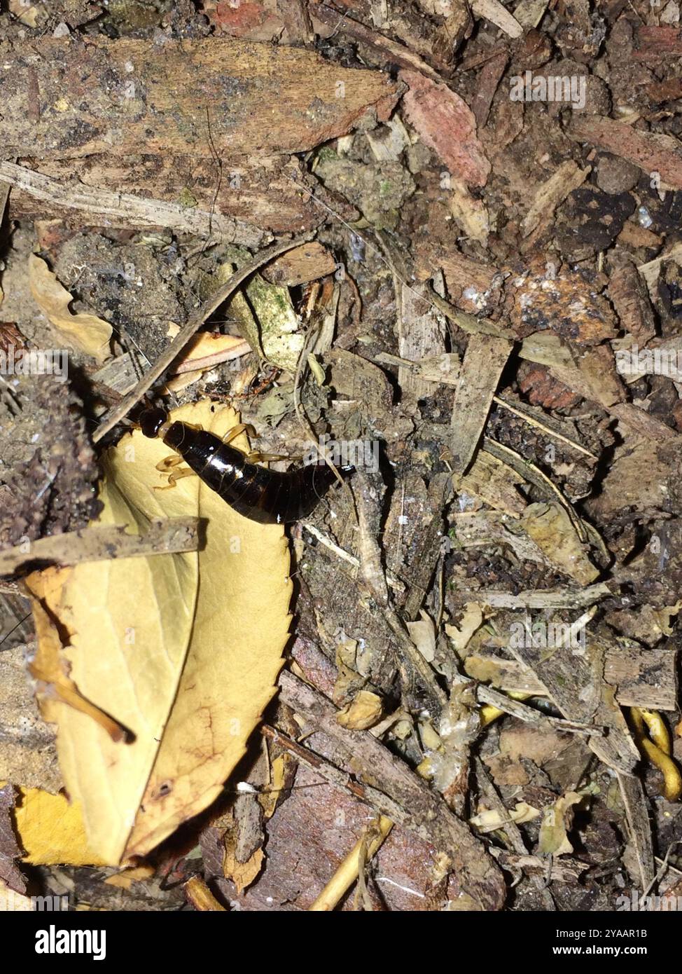 Ring-legged Earwig (Euborellia annulipes) Insecta Stock Photo - Alamy