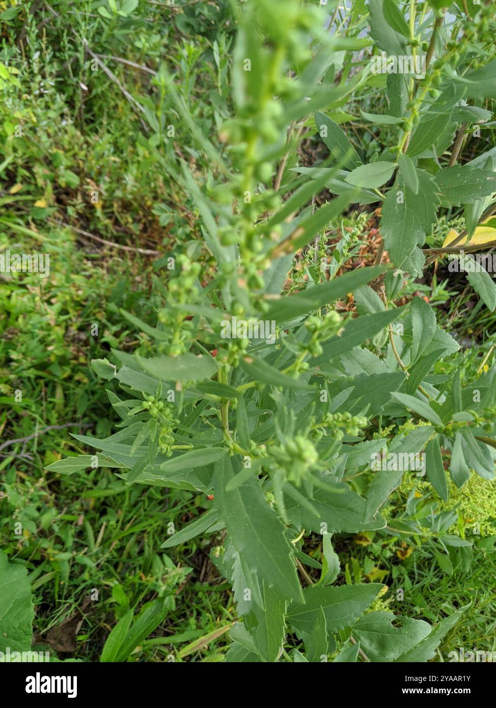 marsh elder (Iva frutescens) Plantae Stock Photo - Alamy
