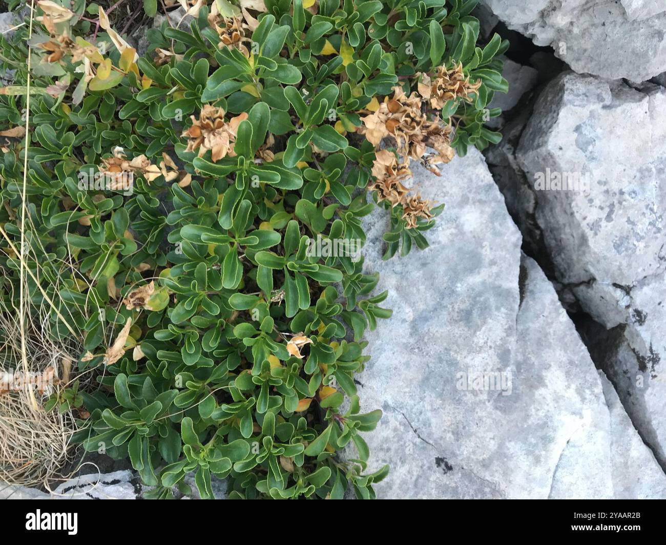 Eggleaf Beardtongue (Penstemon ellipticus) Plantae Stock Photo - Alamy