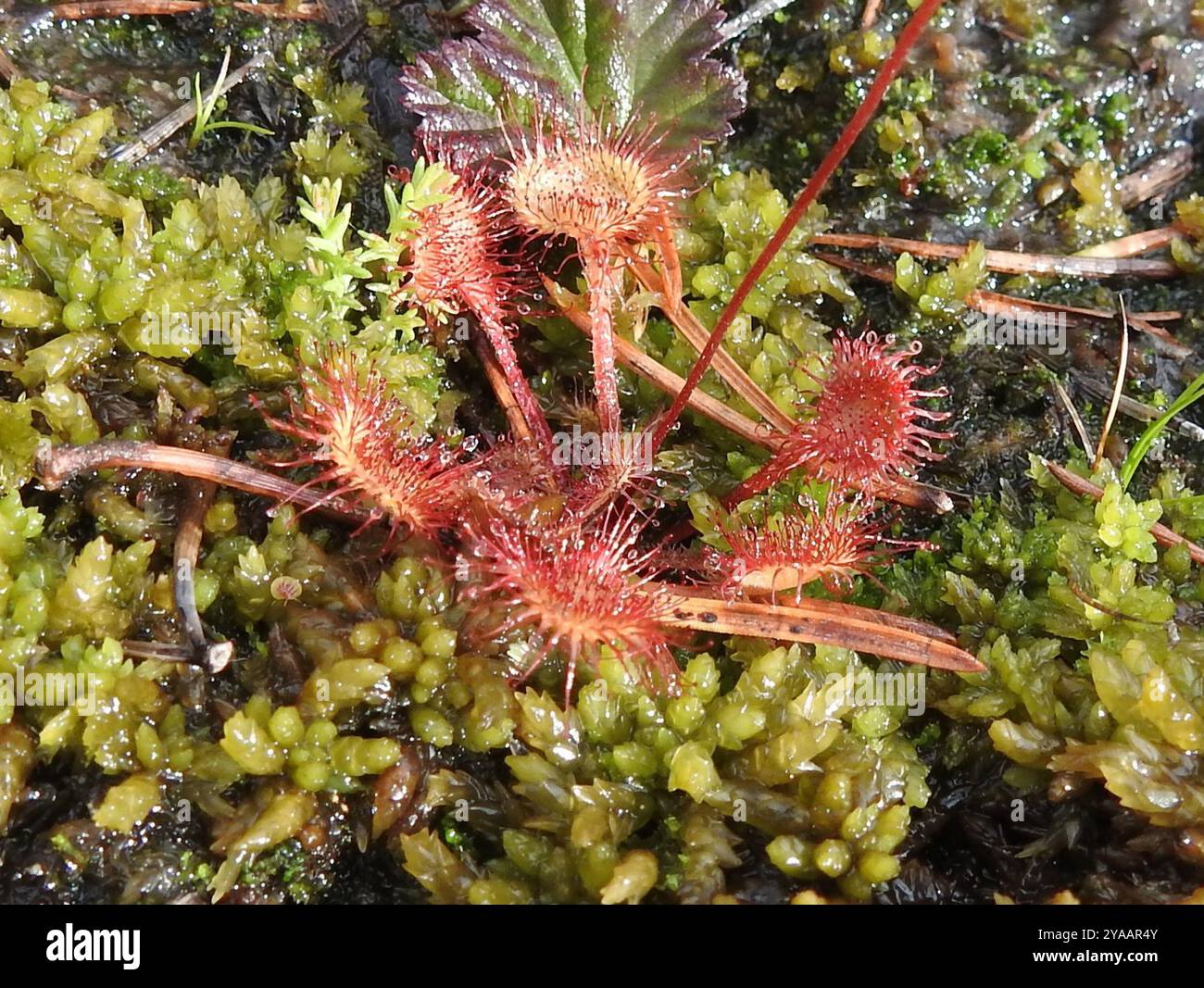 round-leaved sundew (Drosera rotundifolia) Plantae Stock Photo - Alamy