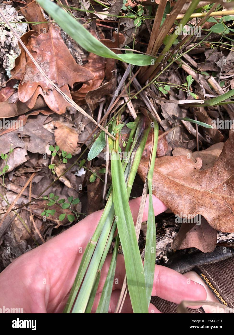 Florida paspalum (Paspalum floridanum) Plantae Stock Photo - Alamy