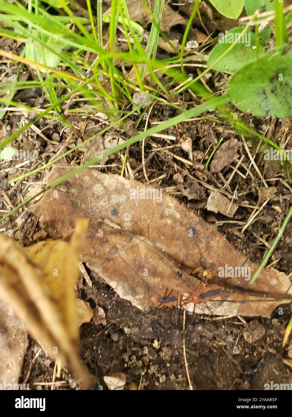 Eastern Harvestman (Leiobunum vittatum) Arachnida Stock Photo - Alamy