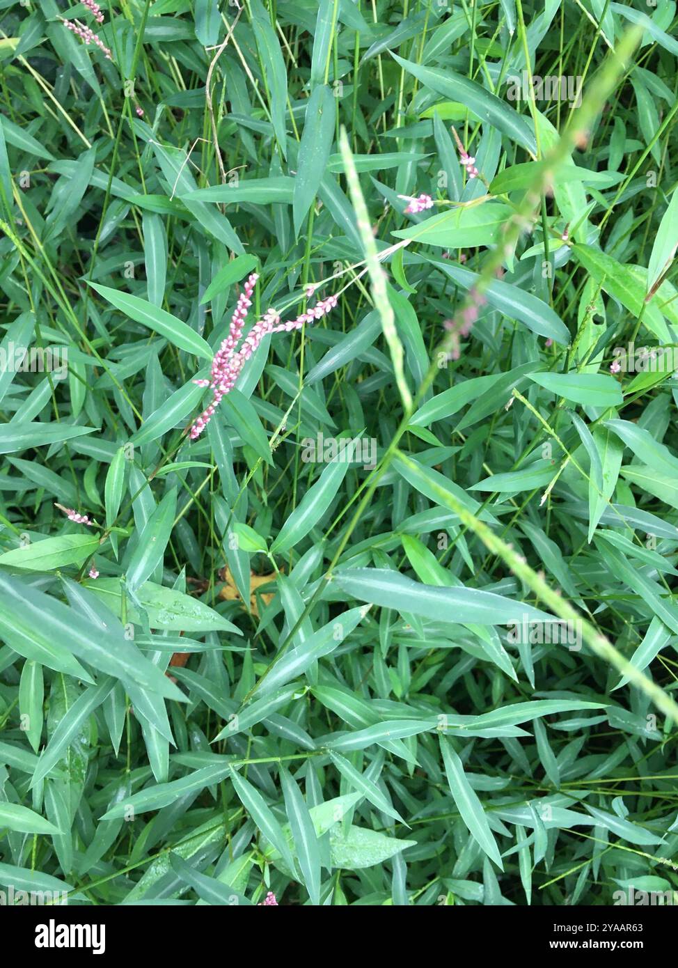 low smartweed (Persicaria longiseta) Plantae Stock Photo - Alamy