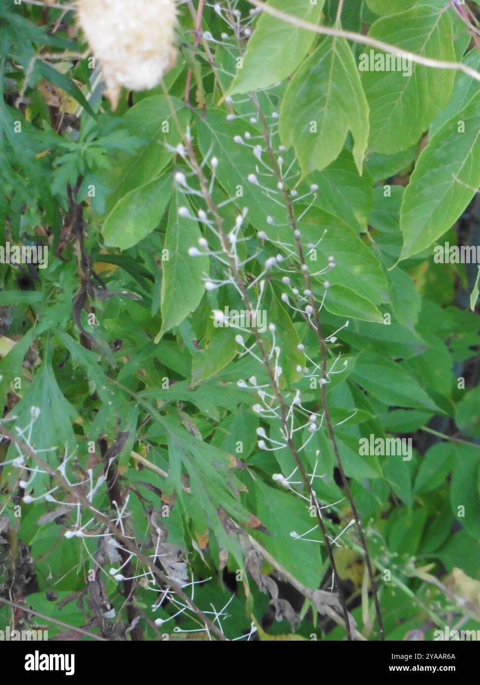 littlepod false flax (Camelina microcarpa) Plantae Stock Photo - Alamy
