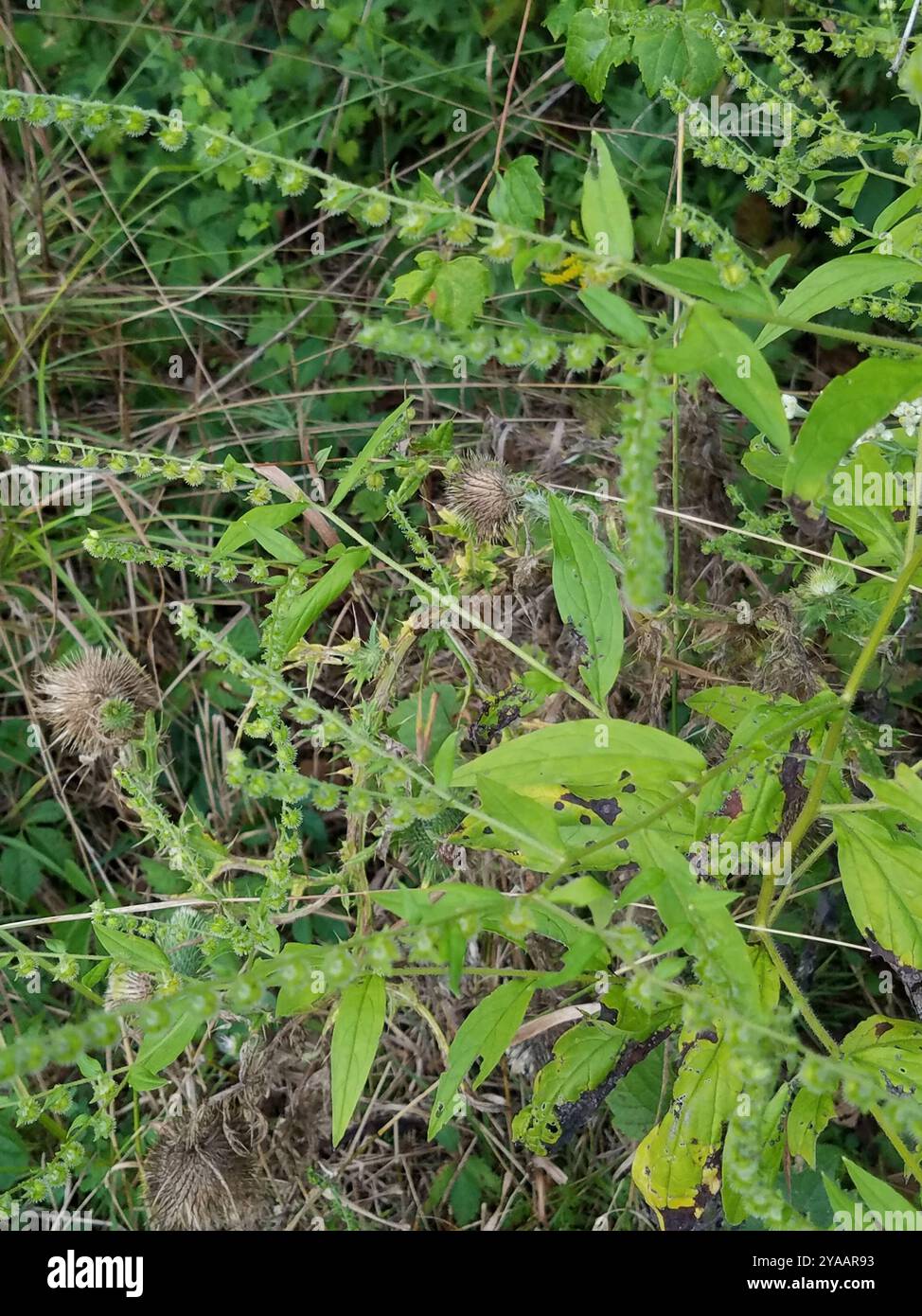 virginia stickseed (Hackelia virginiana) Plantae Stock Photo - Alamy