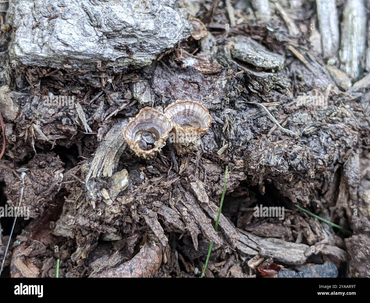fluted bird's nest fungus (Cyathus striatus) Fungi Stock Photo - Alamy