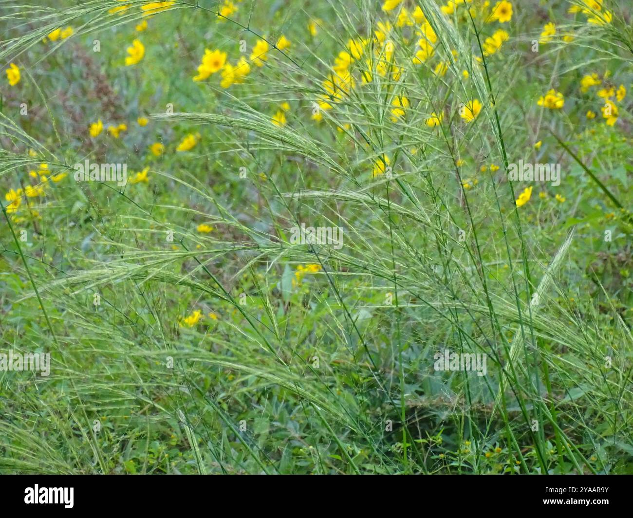wild rice (Zizania) Plantae Stock Photo - Alamy