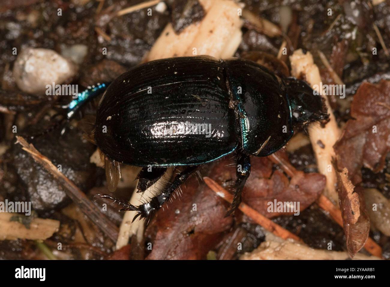 Woodland Dor Beetle (Anoplotrupes stercorosus) Insecta Stock Photo - Alamy