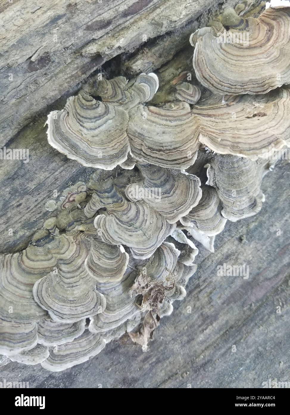 turkey-tail (Trametes versicolor) Fungi Stock Photo - Alamy