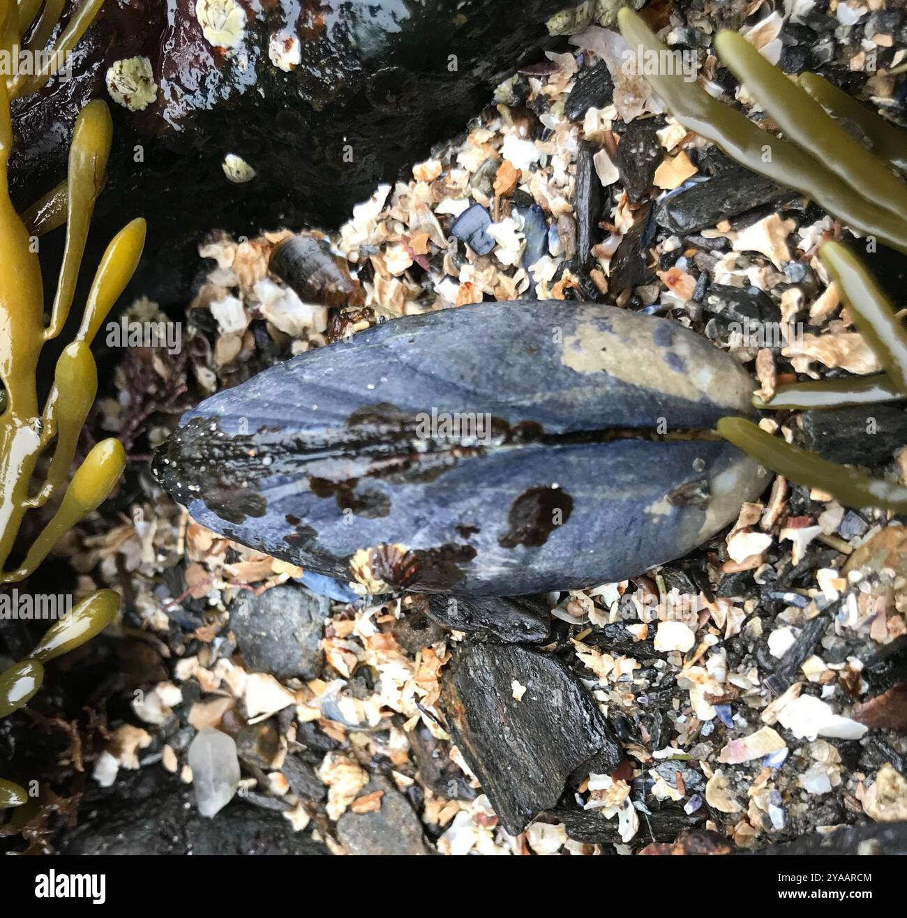 Blue Mussel (Mytilus edulis) Mollusca Stock Photo - Alamy