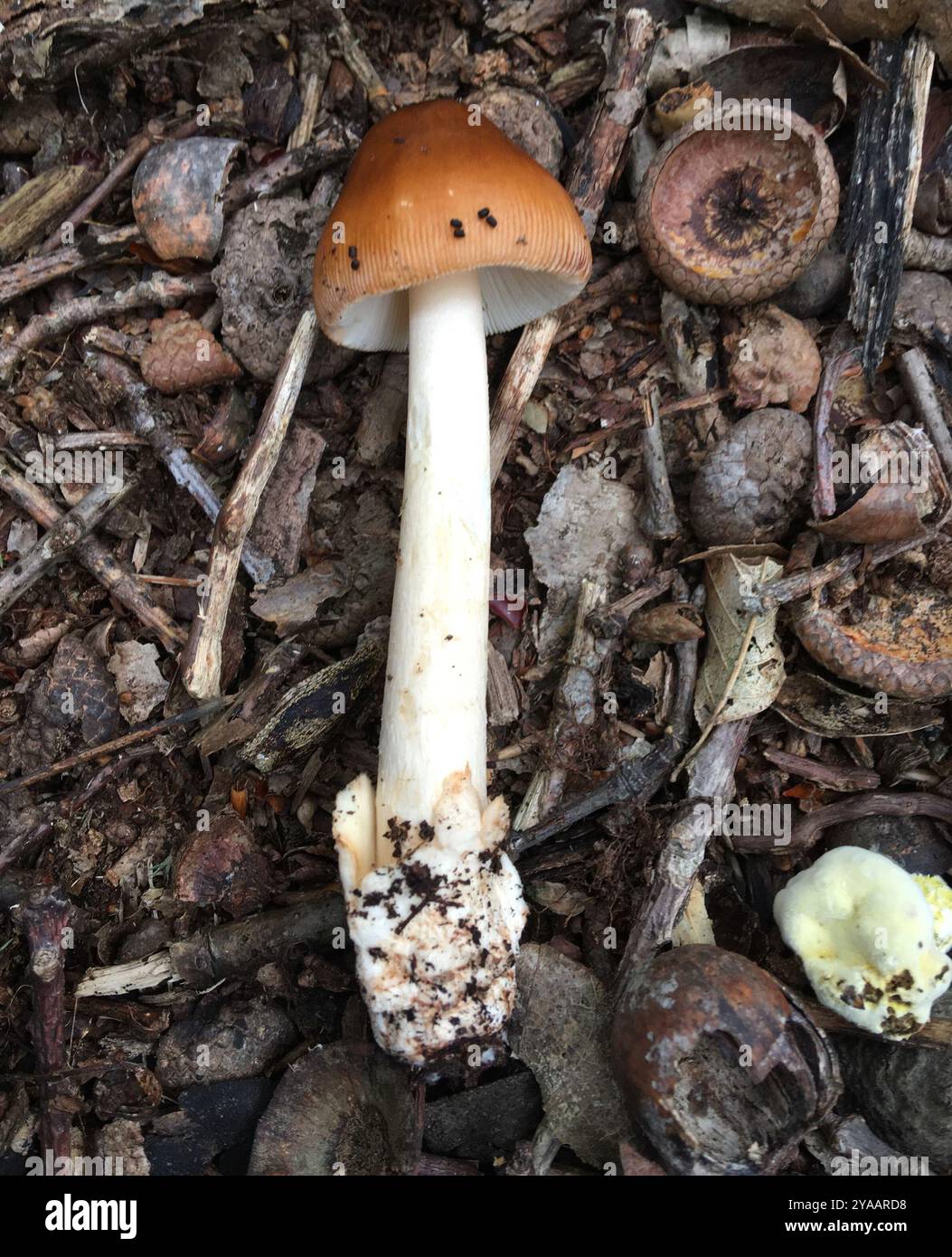Tawny Grisette (Amanita fulva) Fungi Stock Photo - Alamy