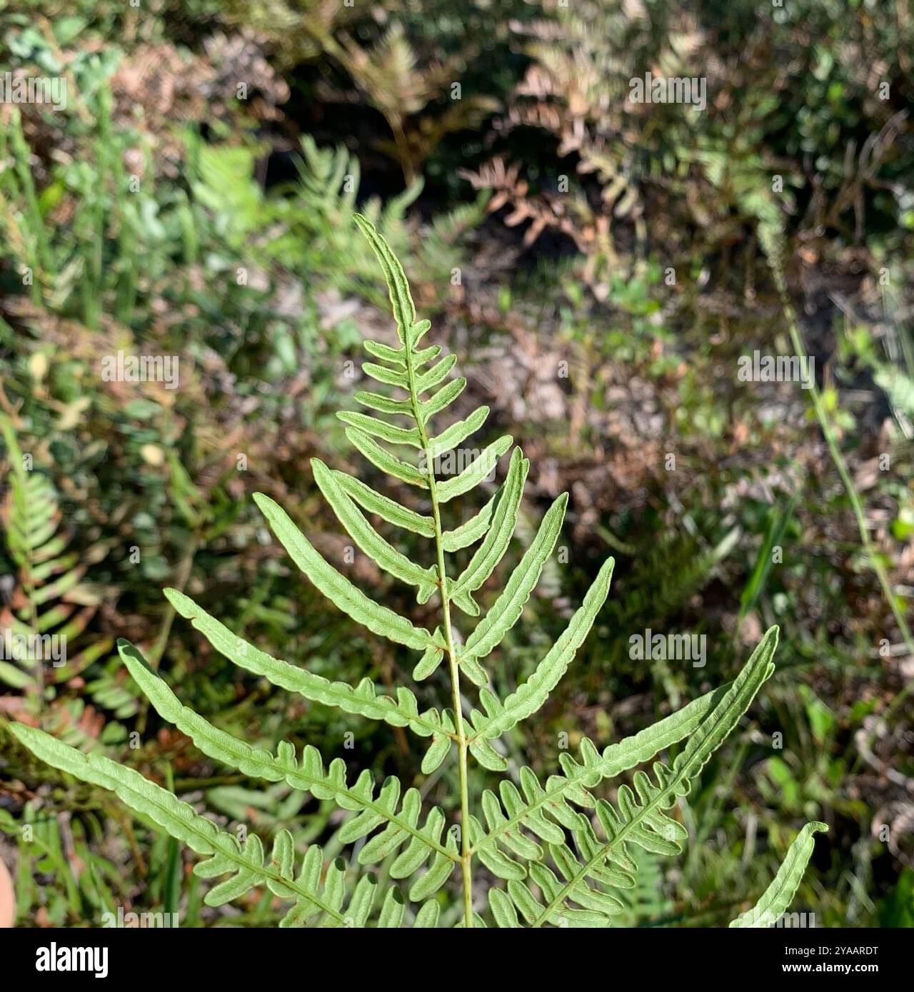 Tailed Bracken Fern (Pteridium aquilinum pseudocaudatum) Plantae Stock ...