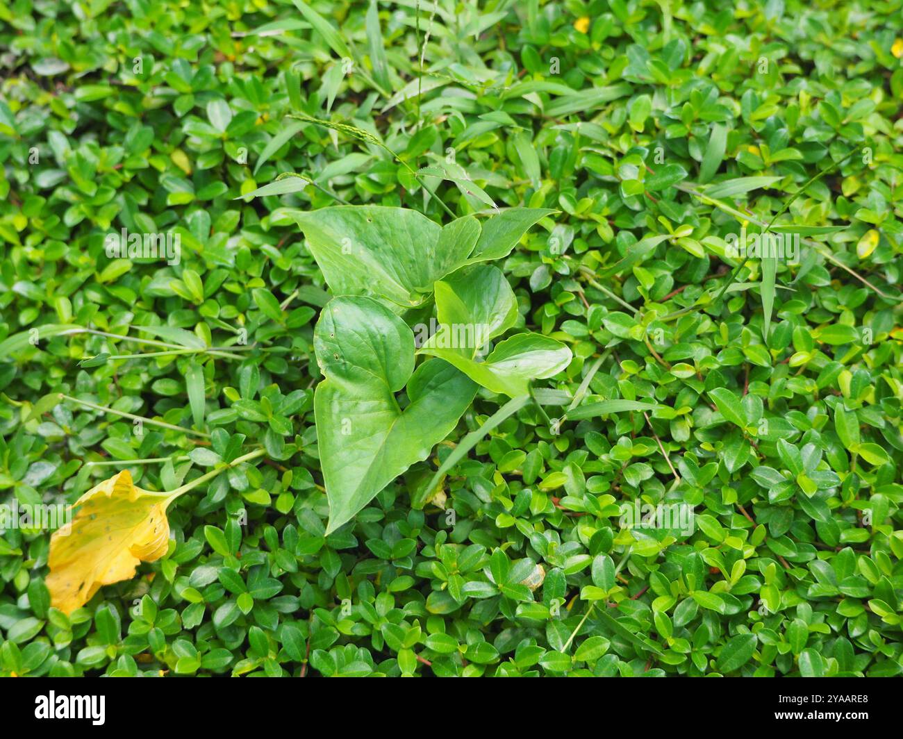 Divaricate Typhonium (Typhonium blumei) Plantae Stock Photo - Alamy