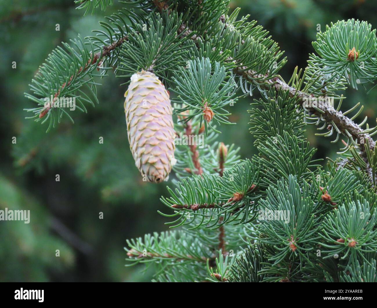 Norway spruce (Picea abies) Plantae Stock Photo - Alamy