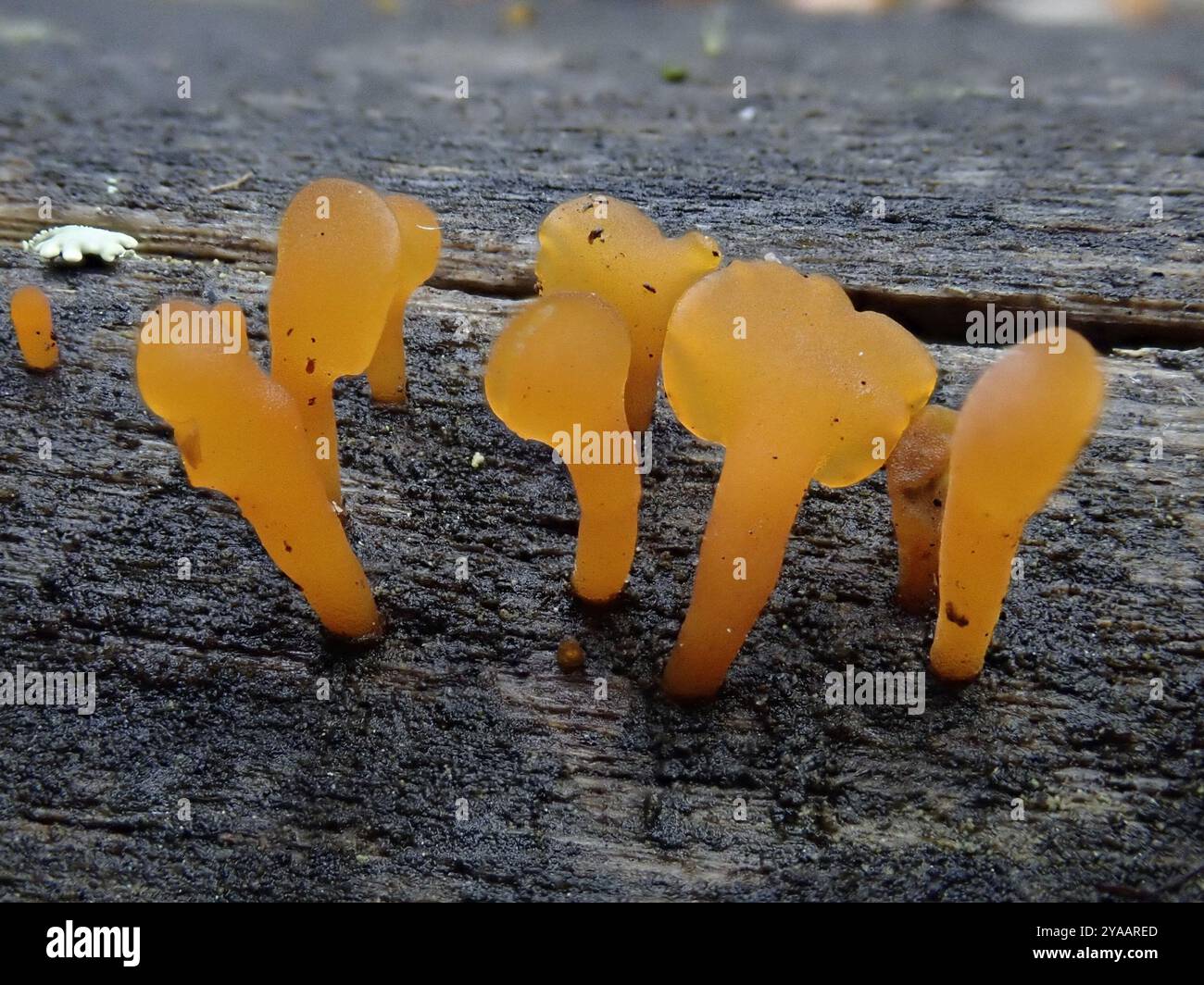 Fan shaped jelly fungi hi-res stock photography and images - Alamy