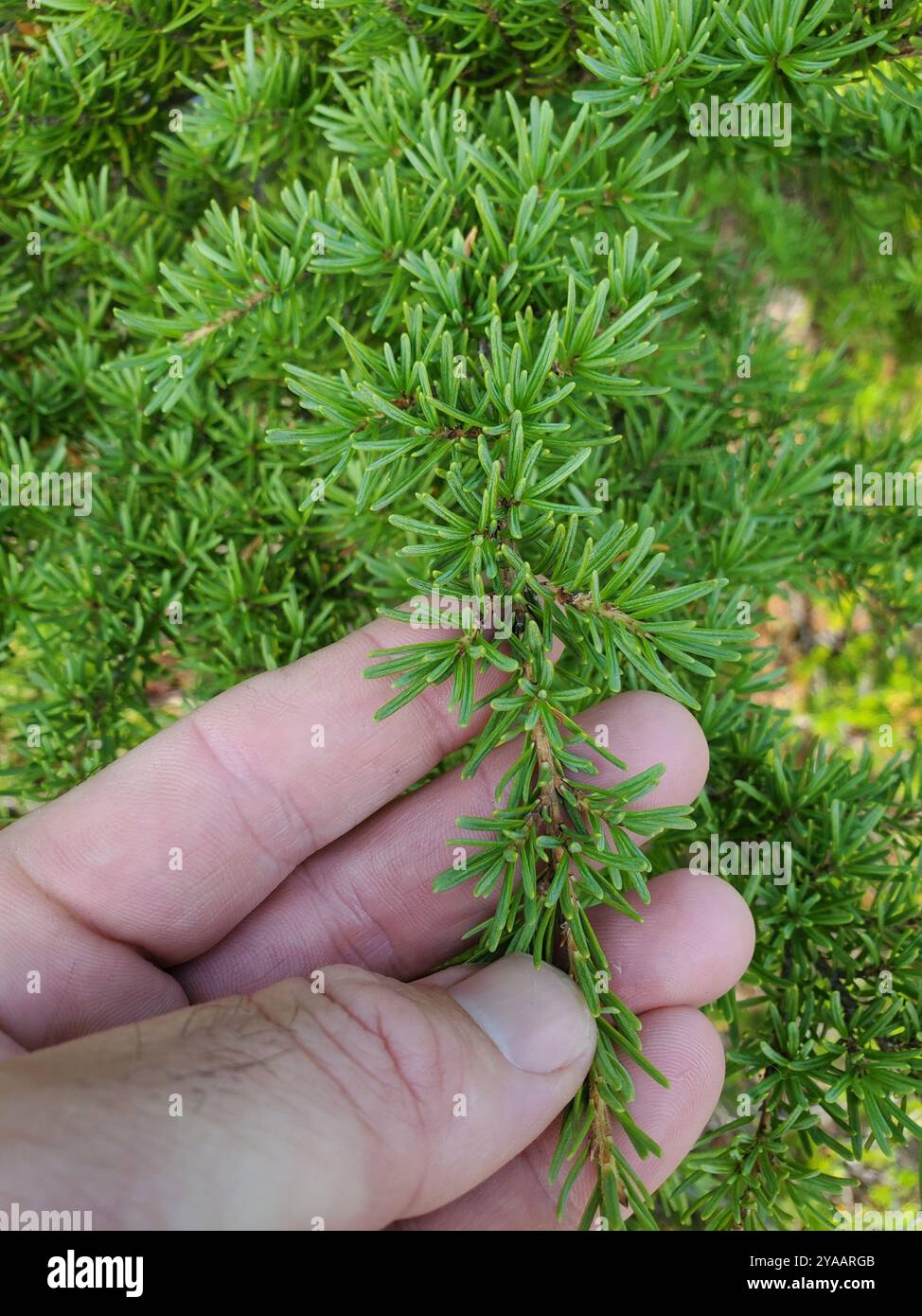 mountain hemlock (Tsuga mertensiana) Plantae Stock Photo - Alamy
