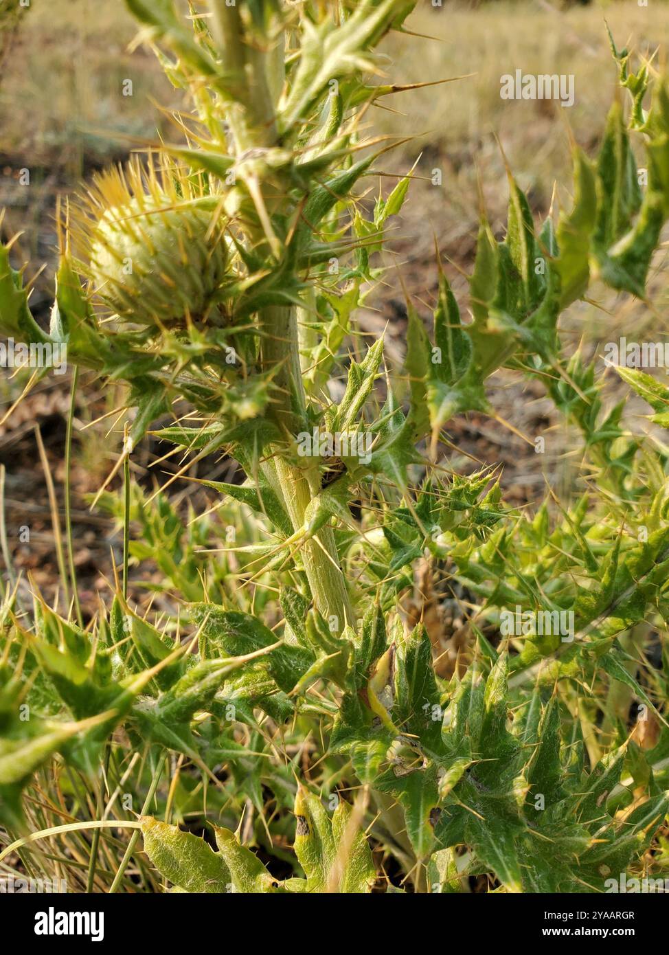 wavyleaf thistle (Cirsium undulatum) Plantae Stock Photo - Alamy