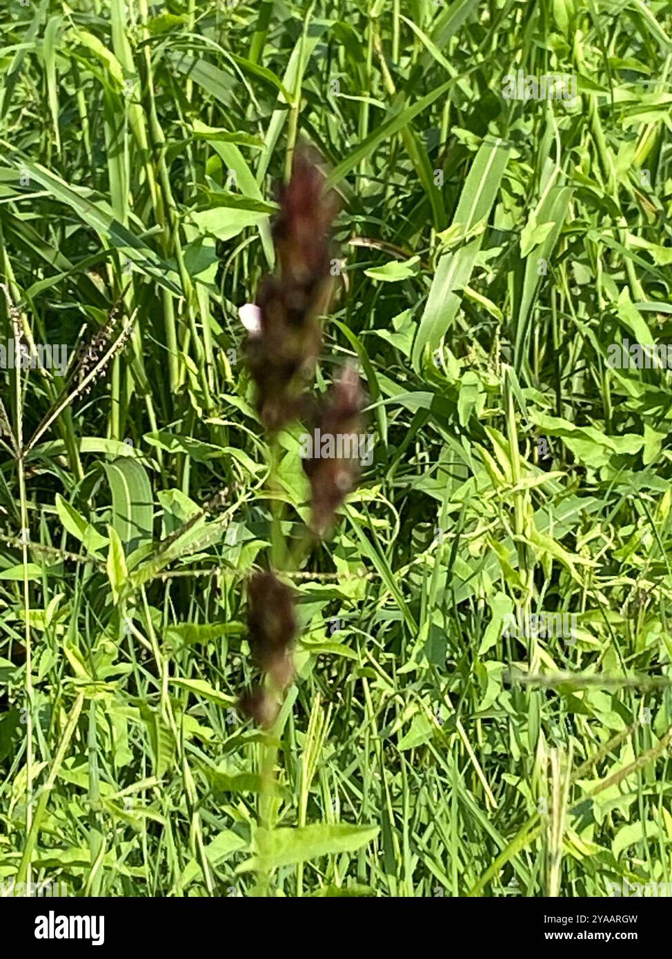 bristlegrasses, bluestems, paspalums, and allies (Panicoideae) Plantae ...
