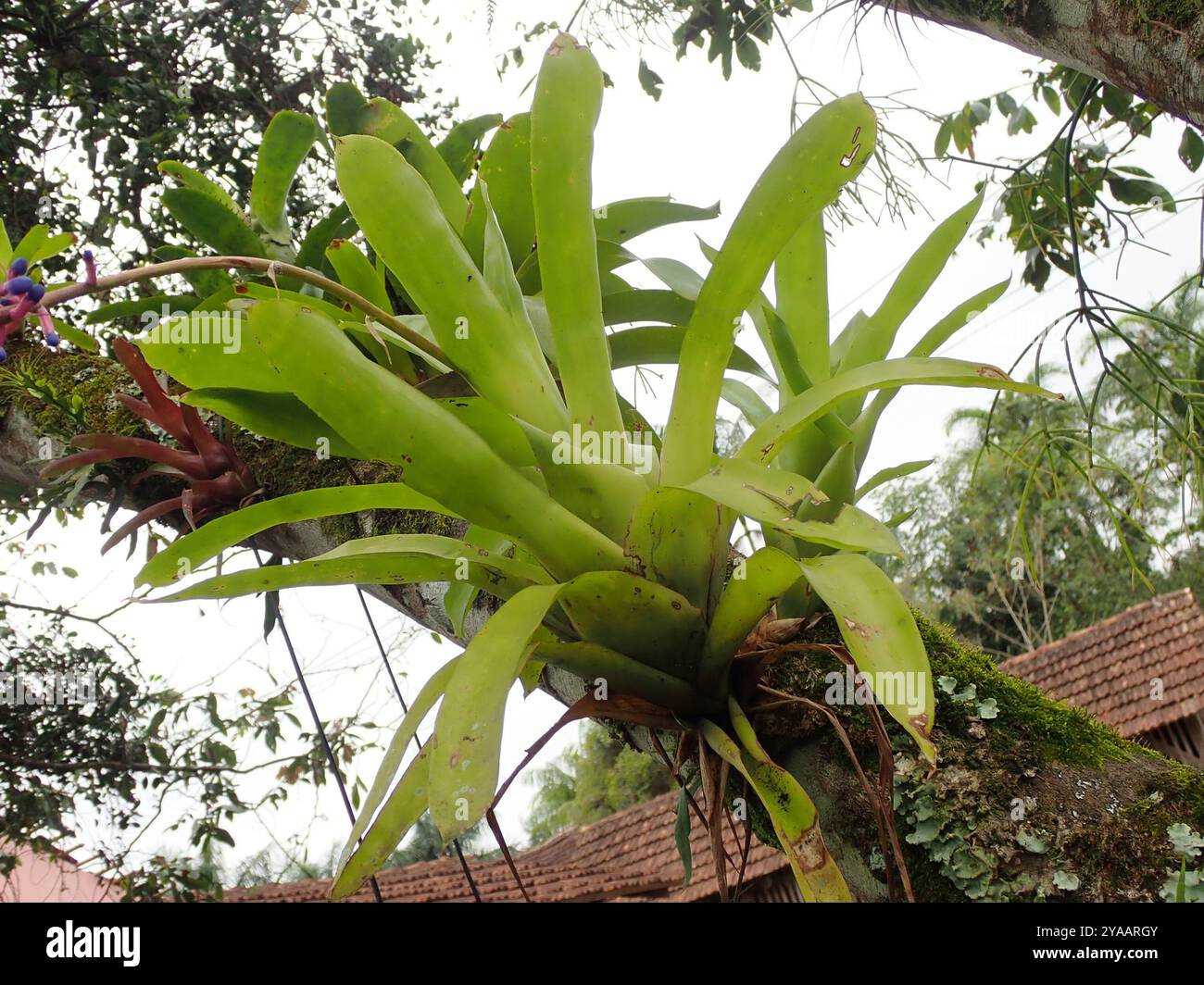 matchstick bromeliad (Aechmea gamosepala) Plantae Stock Photo - Alamy