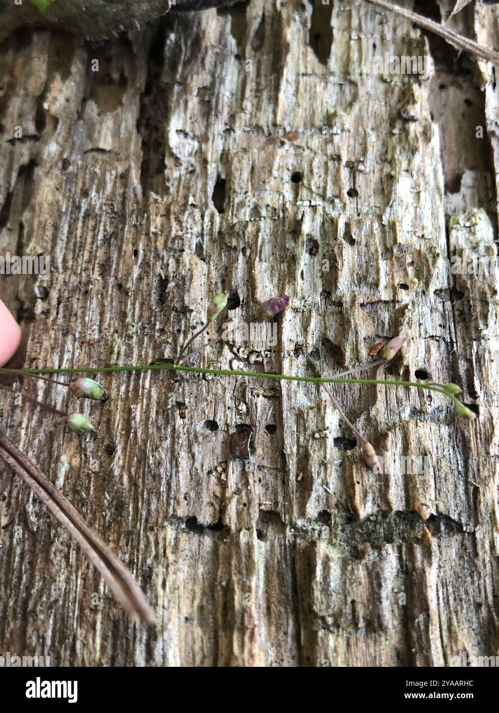 Pine Barren Ticktrefoil (Desmodium strictum) Plantae Stock Photo - Alamy