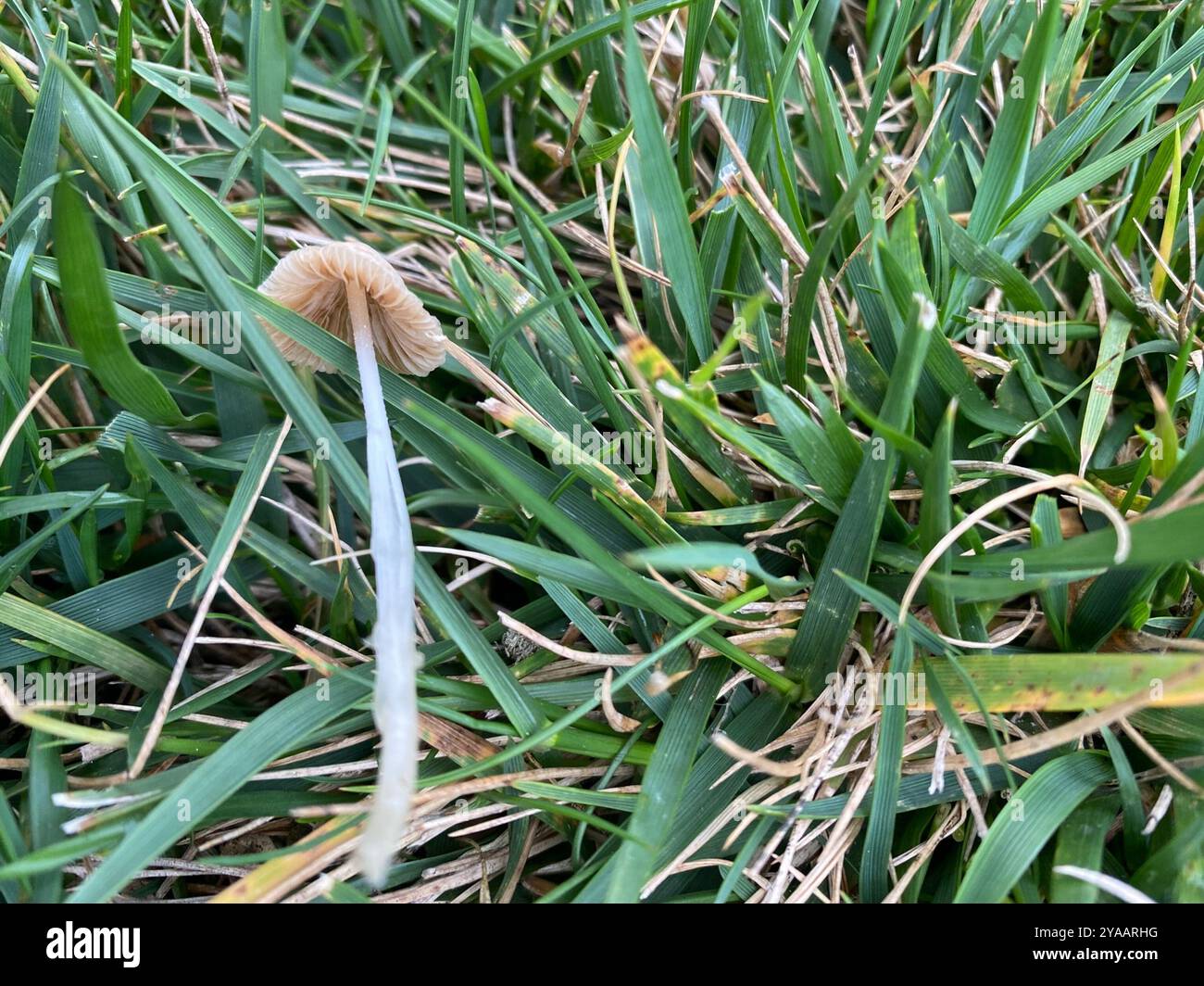 milky conecap (Conocybe apala) Fungi Stock Photo - Alamy
